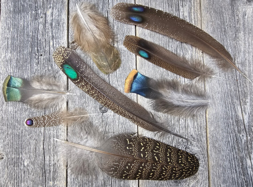 RARE Feather Collection Set of 7 Iridescent Feathers, Cruelty Free ...