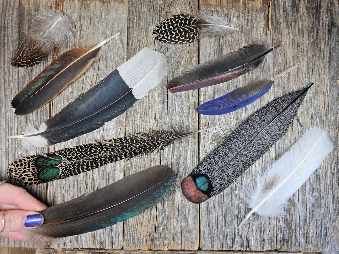 SALE Set of 10 Rare Feathers Cruelty Free, Natural Feathers, Real ...