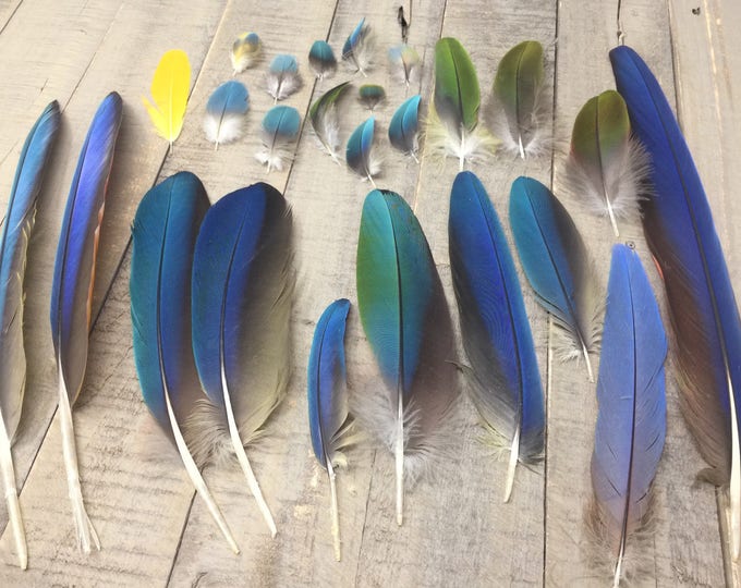 Macaw Feather Set Macaw Feathers Parrot Feathers Unique - Etsy