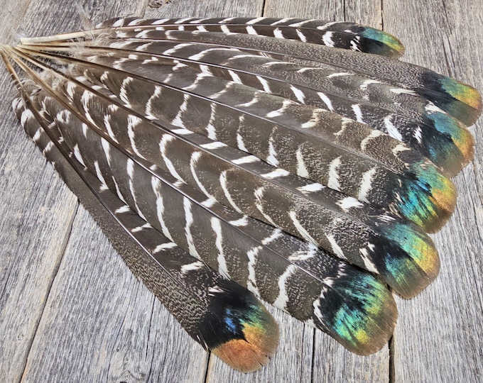 RARE Long Ocellated Turkey Feathers - Cruelty Free, Rare Feathers ...