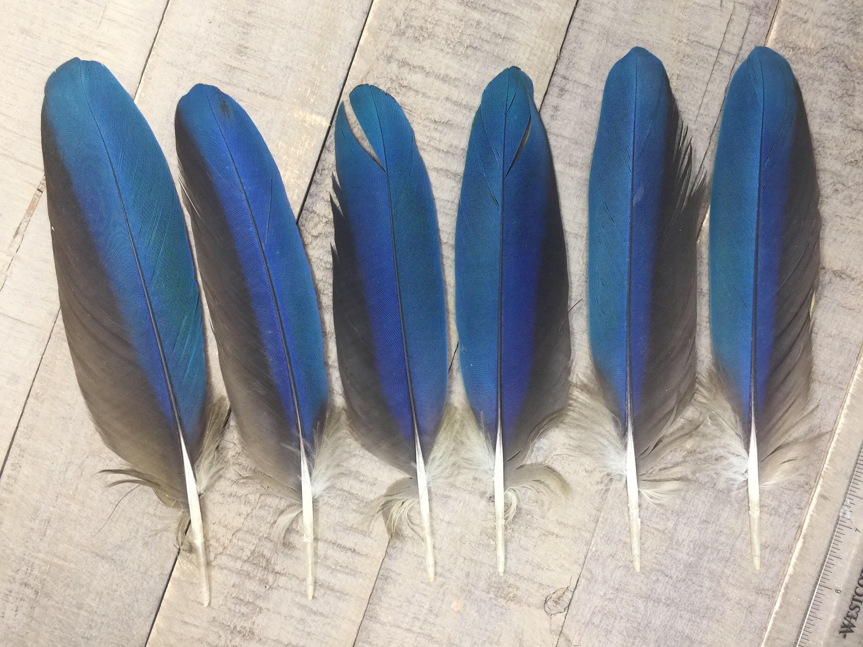 Flat Blue and Gold Macaw Wing Feathers Big Feathers Blue - Etsy