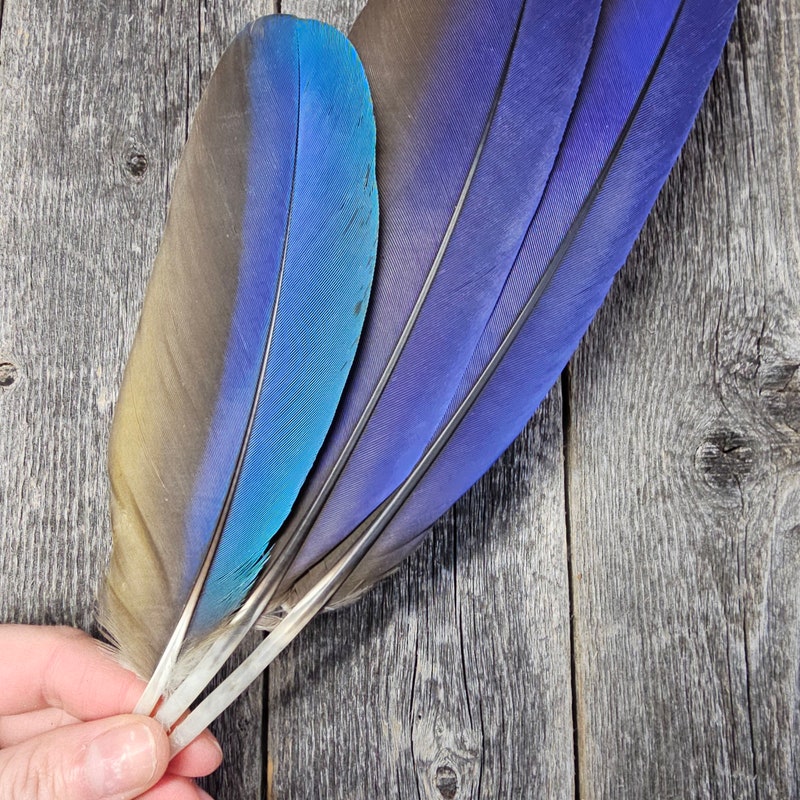 Blue Feathers - Etsy