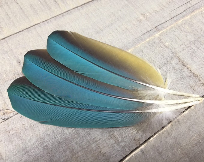 SET of 3 Military Macaw Feathers Cruelty Free, Parrot Feathers, Natural ...