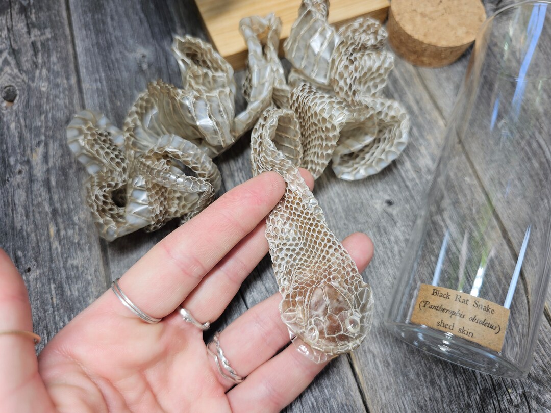 Complete Snake Shed Skin Natural Curio, Oddities, Nature Specimen ...