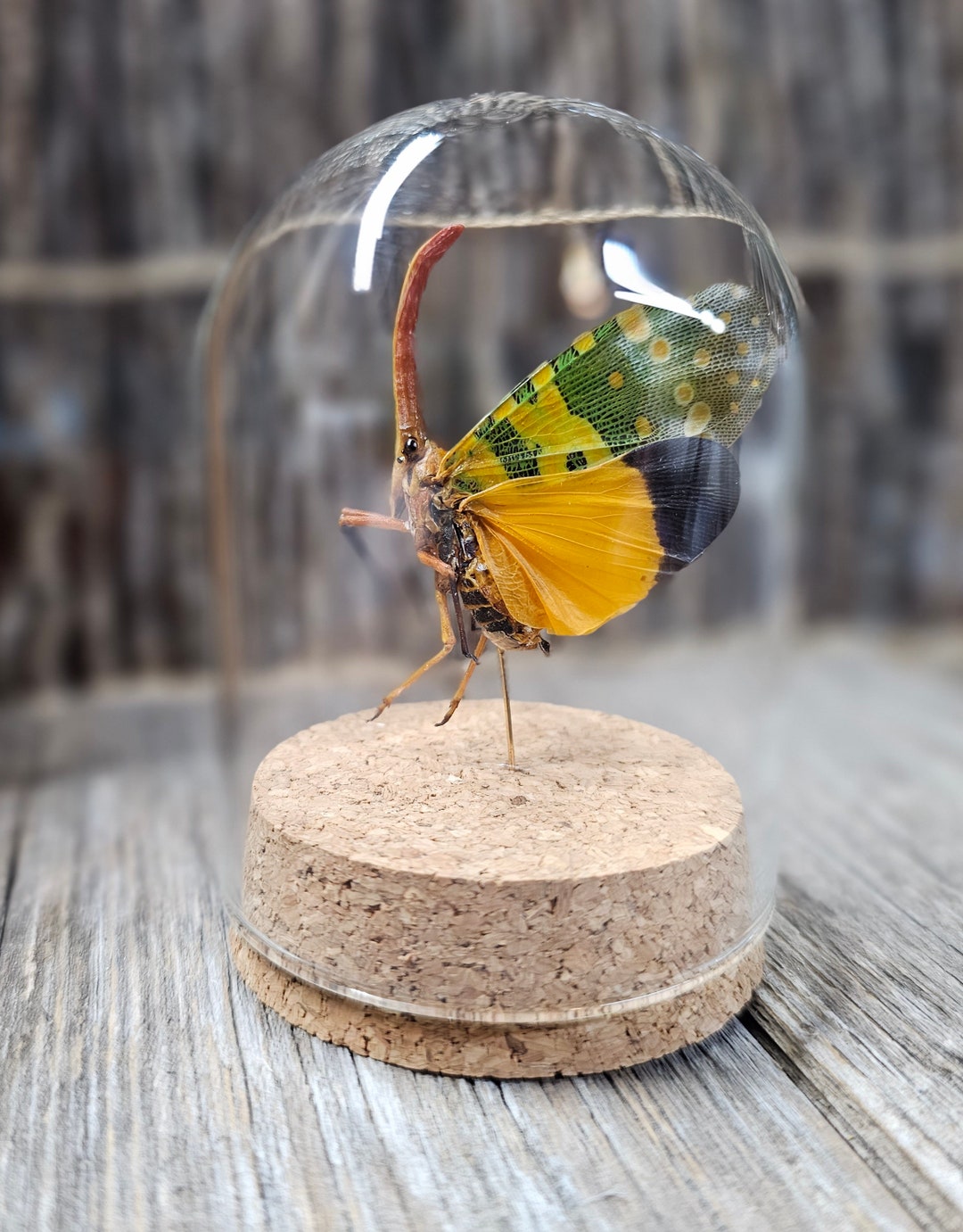 Nature Curiosity: Tropical Planthopper Lanternfly Insect Dome - Insect ...