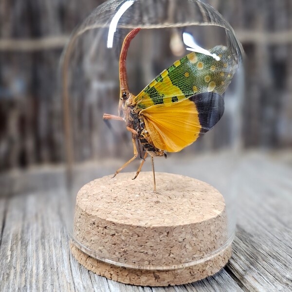 Nature Specimen - Etsy