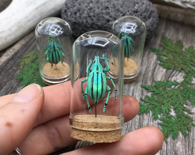 Tiny Curiosity Beetle Dome: Nature Curio, Insect Taxidermy, Beetle ...