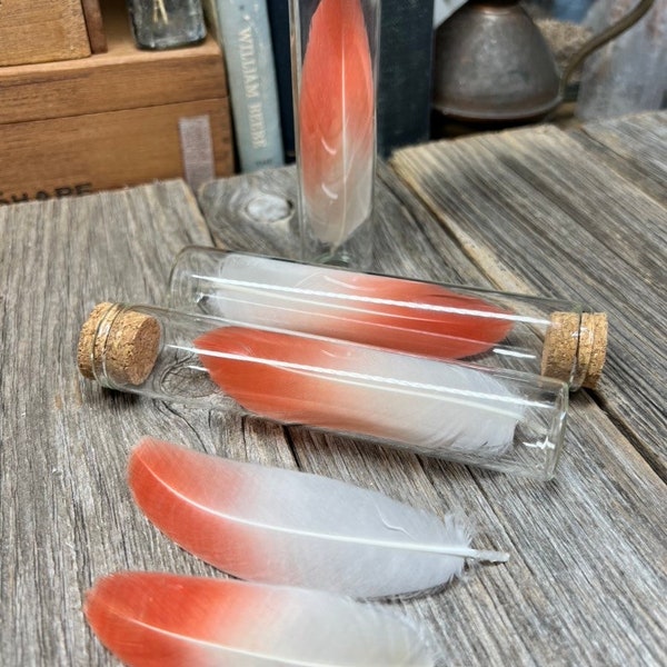 Real Bird Feathers - Etsy