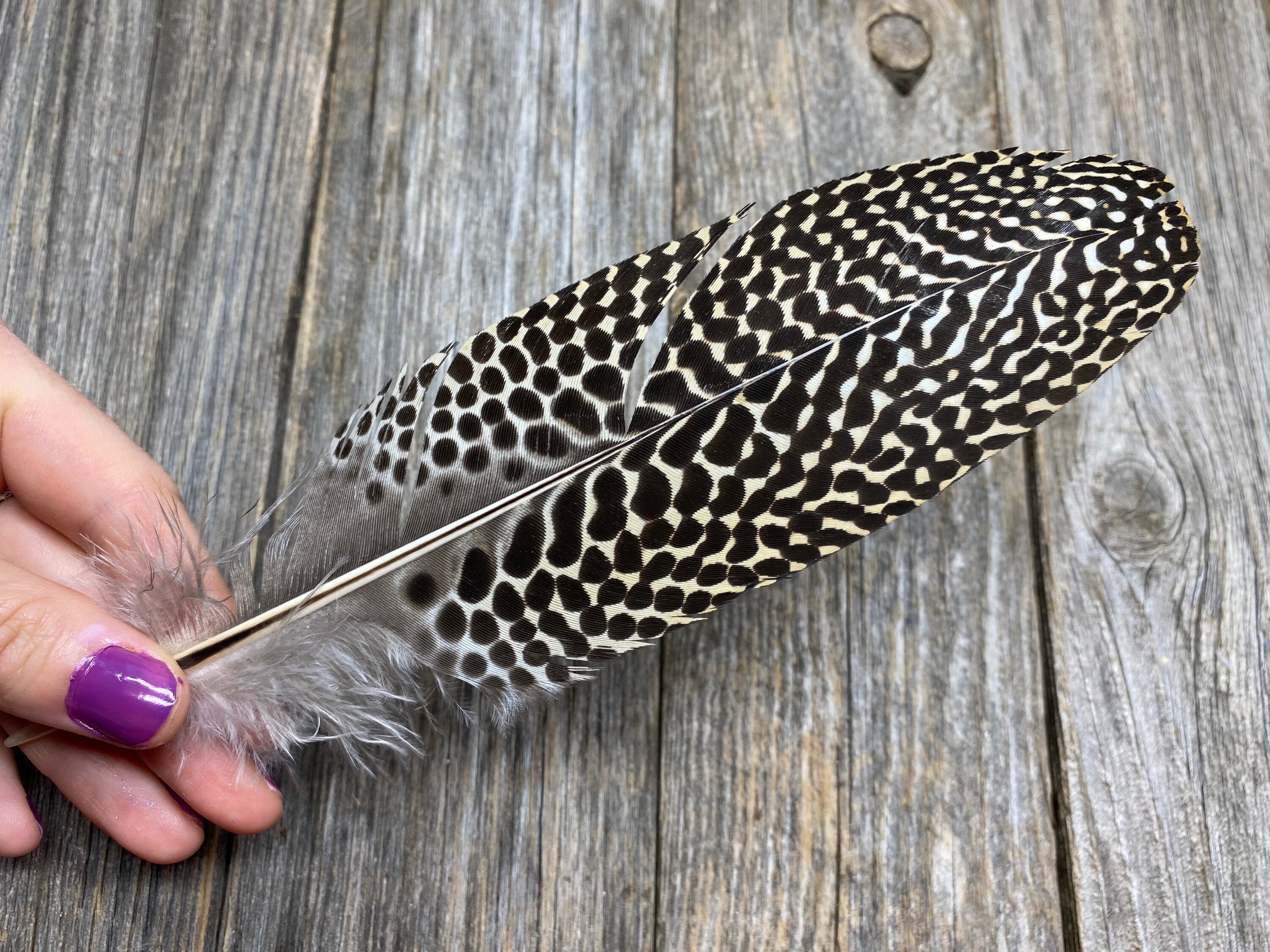 SALE RARE Argus Pheasant feather leopard print feather rare | Etsy