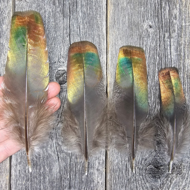 Wild Turkey Feathers - Etsy