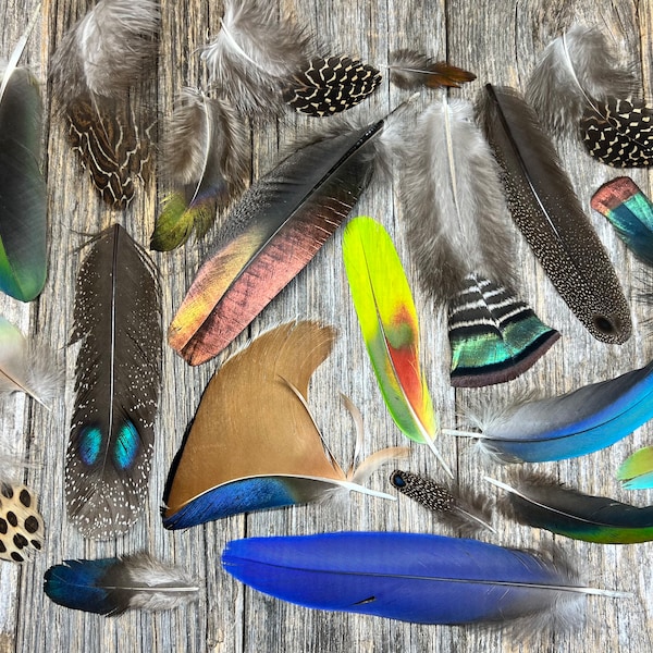 Feather Collection - Etsy