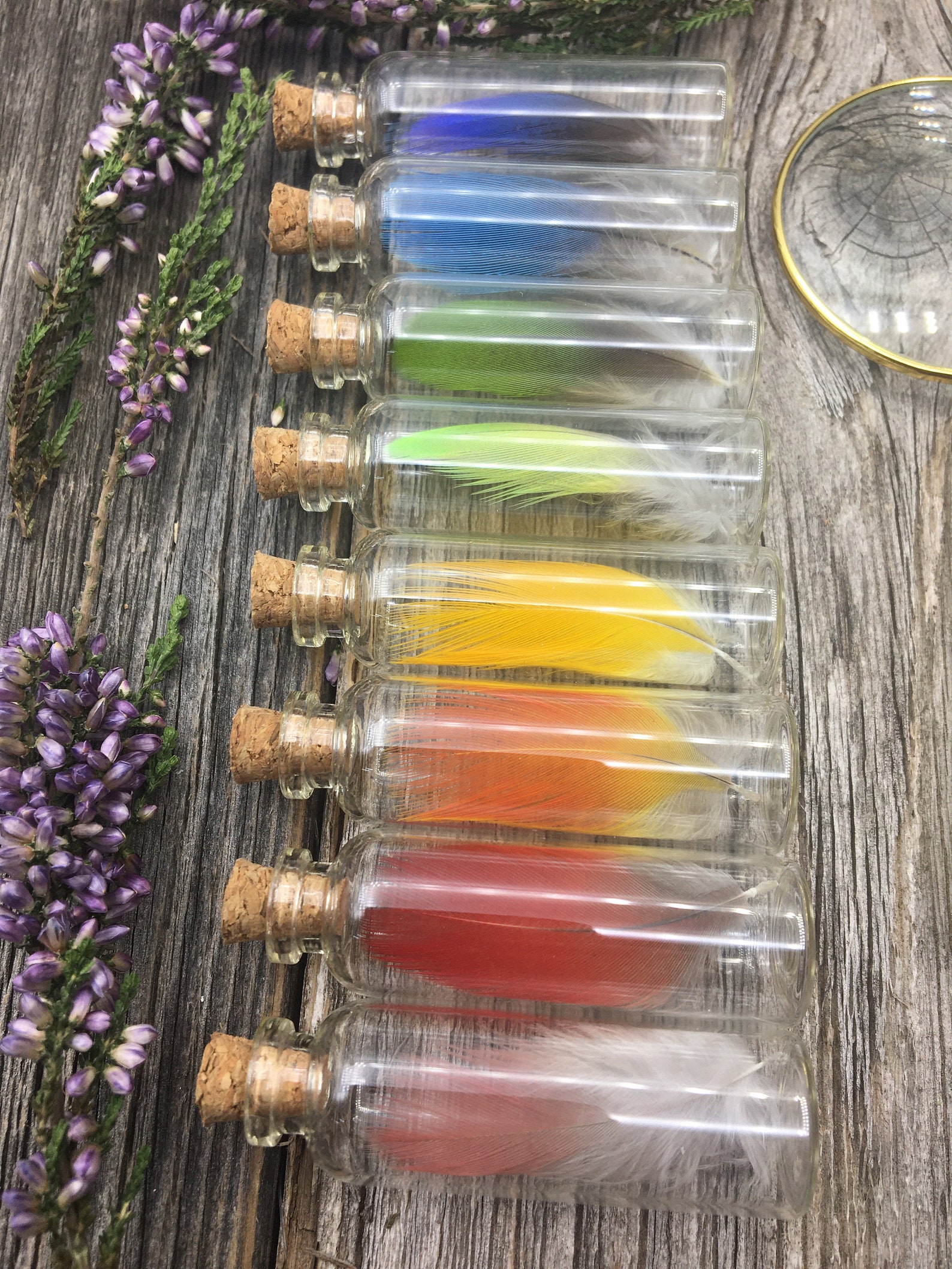 Rainbow Parrot Feather Collection Cruelty Free Bird Lover - Etsy