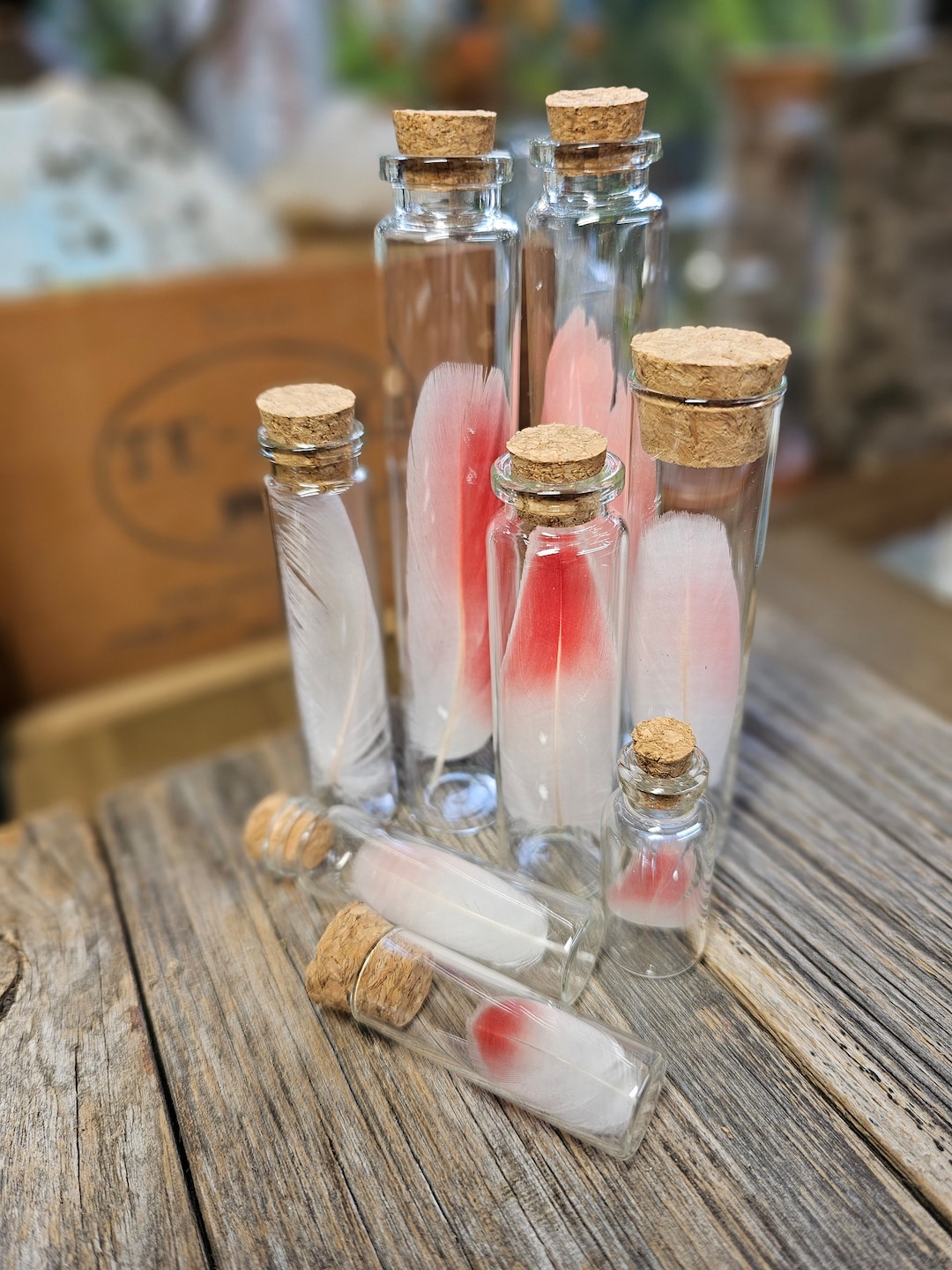 REAL Flamingo Feather Specimen - Cruelty Free, Eco Friendly, Nature ...