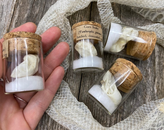 Real Snake Egg - Corn Snake Egg, Hatched Egg, Eggshell, Cruelty Free ...