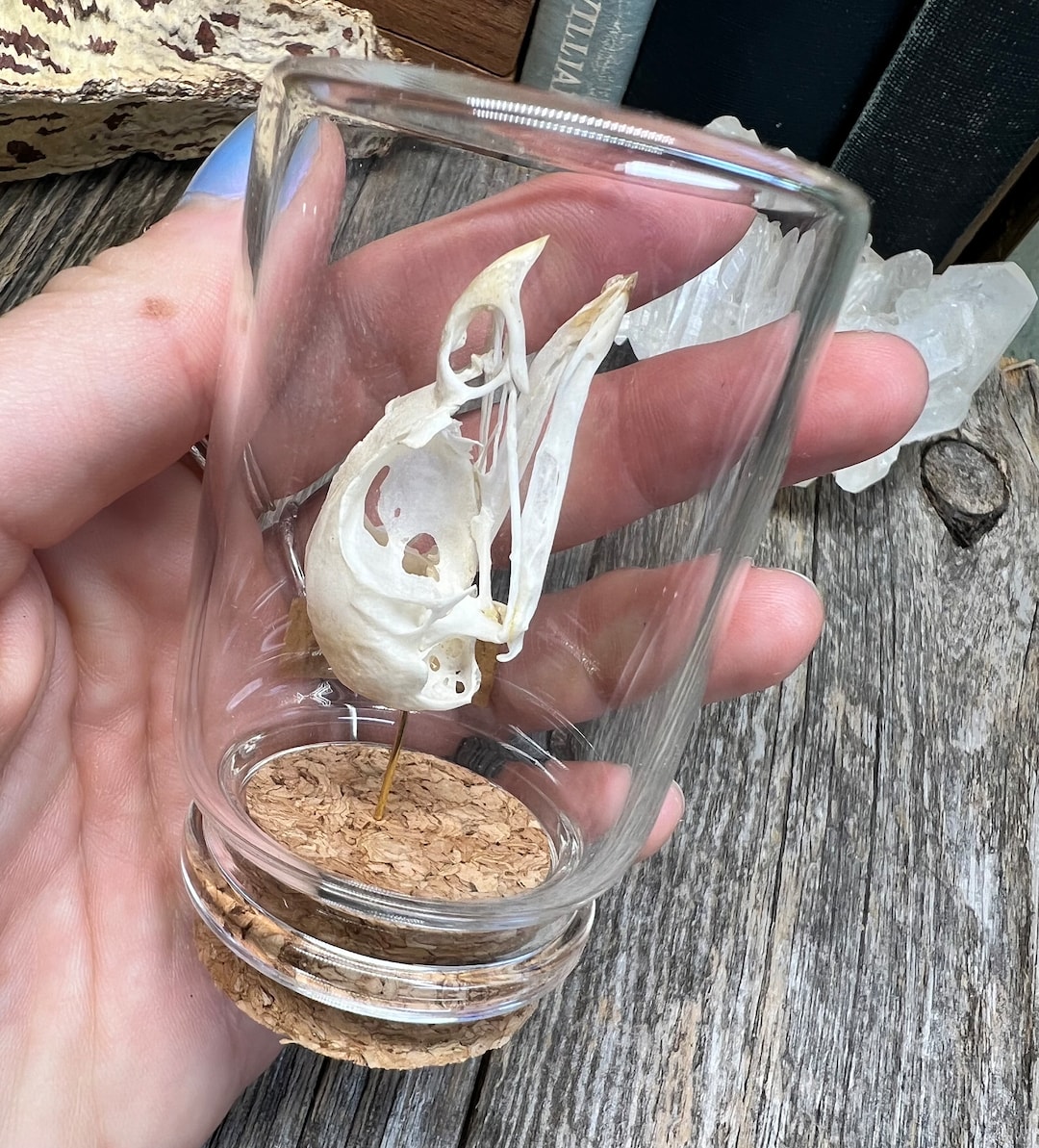 Nature Curiosity: Quail Skull - Cruelty Free, Real Bird Skull, Game ...