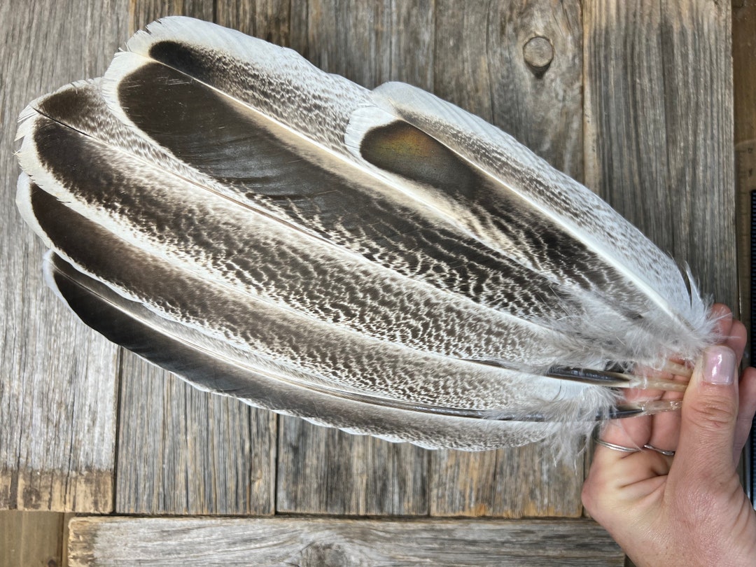 RARE Wing Fan SET of 3 Ocellated Turkey Feathers, Cruelty Free, Unique ...