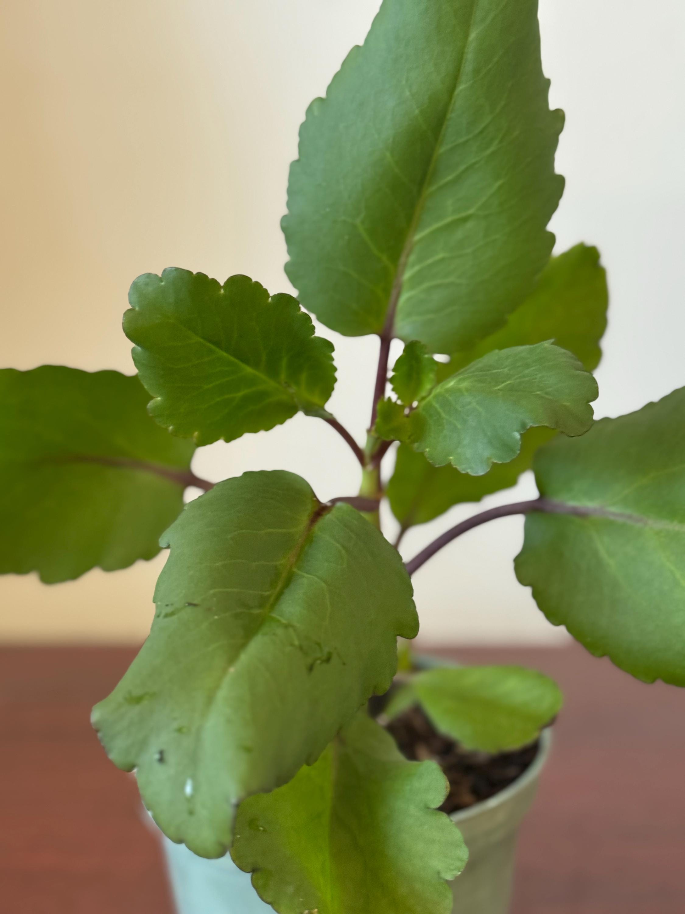 Siempre Viva Plant - Etsy