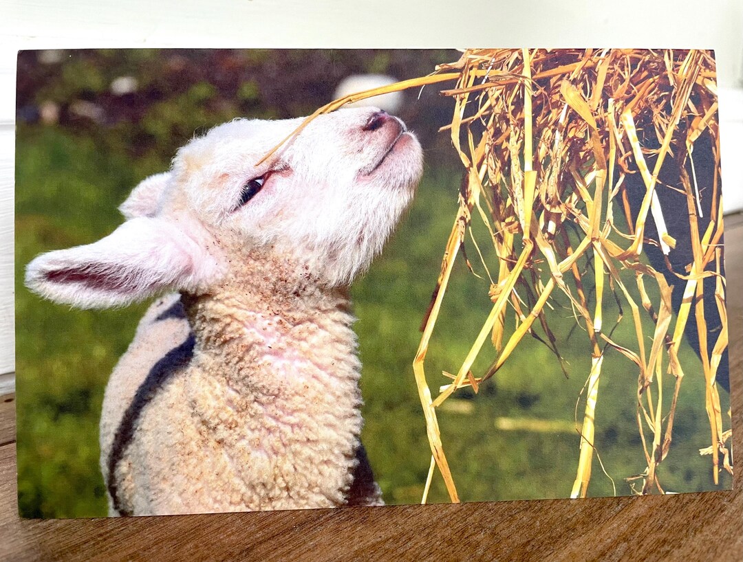 Irish Greeting Cards Set of 5- Handmade Card Pack With Irish Sayings ...