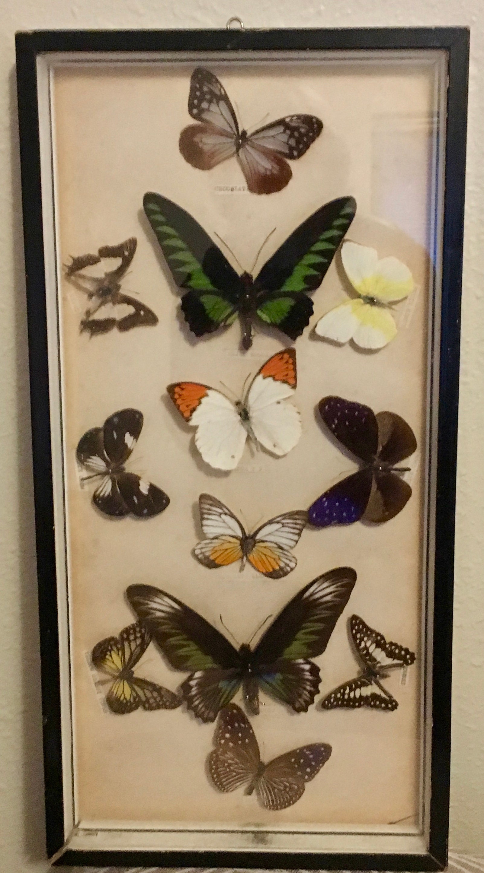 Butterfly's in Frame - Etsy