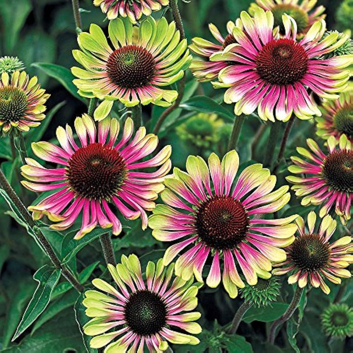 Green Twister Echinacea Seeds: Purple Cone Flower, Non-gmo, Heirloom - Etsy