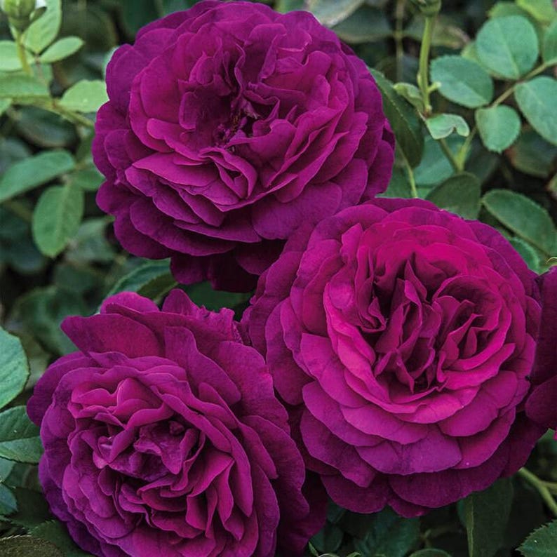Dark Purple Rose Seeds: Rare Heirloom Variety - Etsy