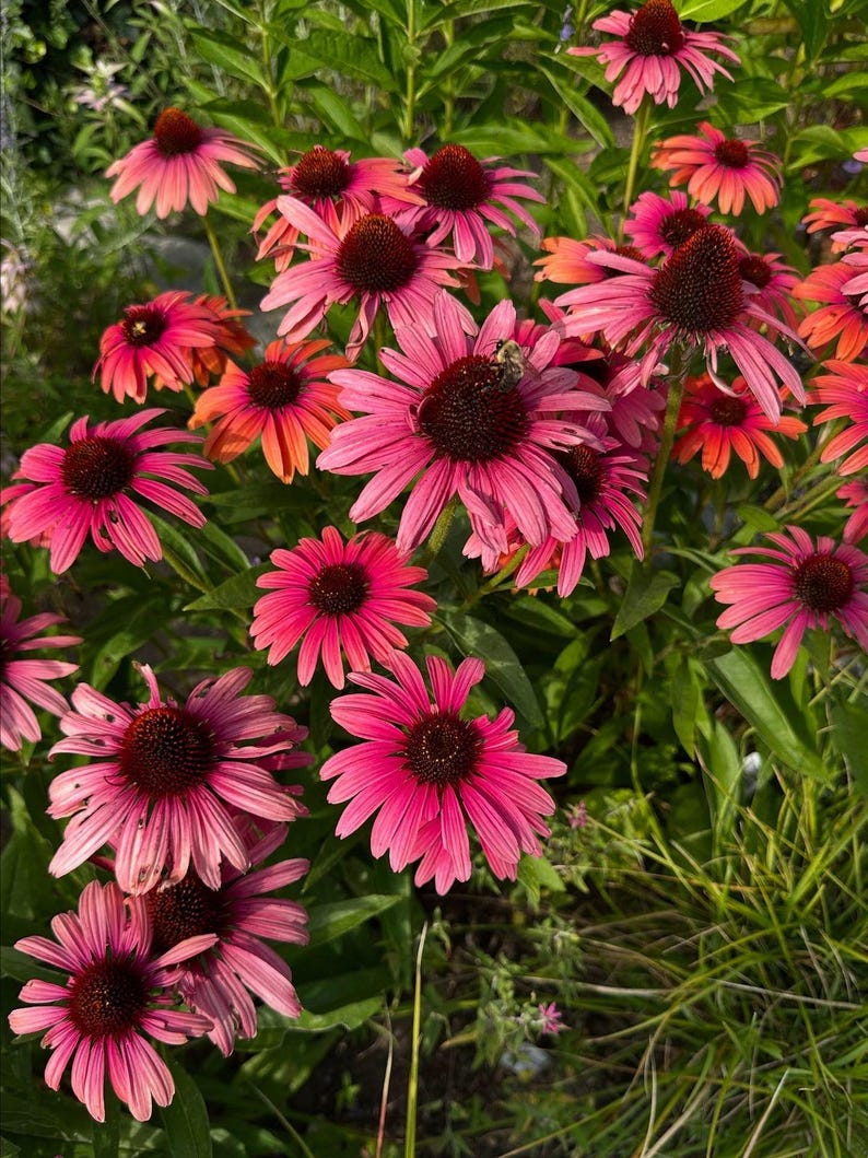 Rainbow Coneflower Seeds: Sunseeker Echinacea, Perennial Blooms ...