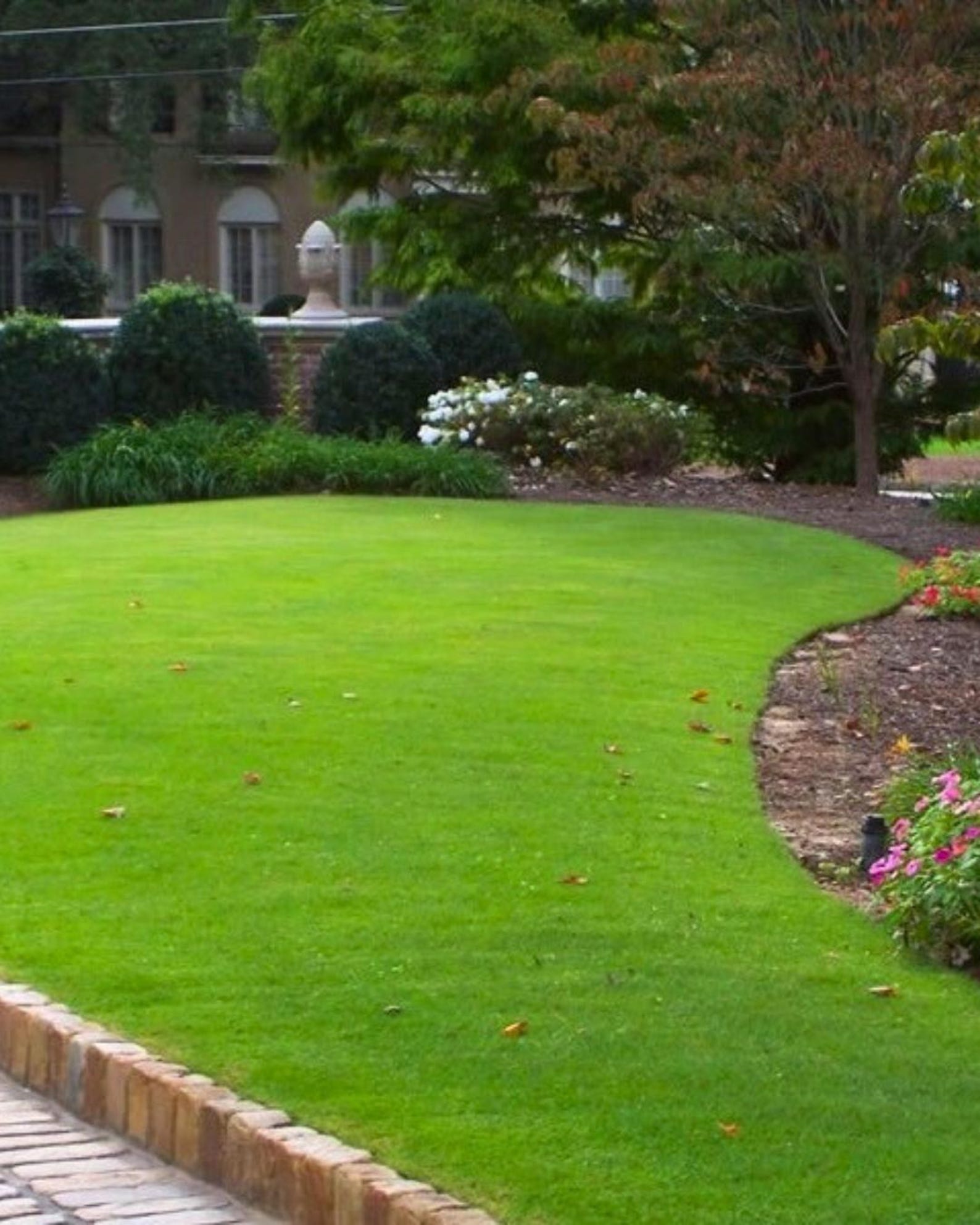 10,000 Emerald Zoysia Grass Seeds: Heat & Drought Tolerant Lawn Turf - Etsy