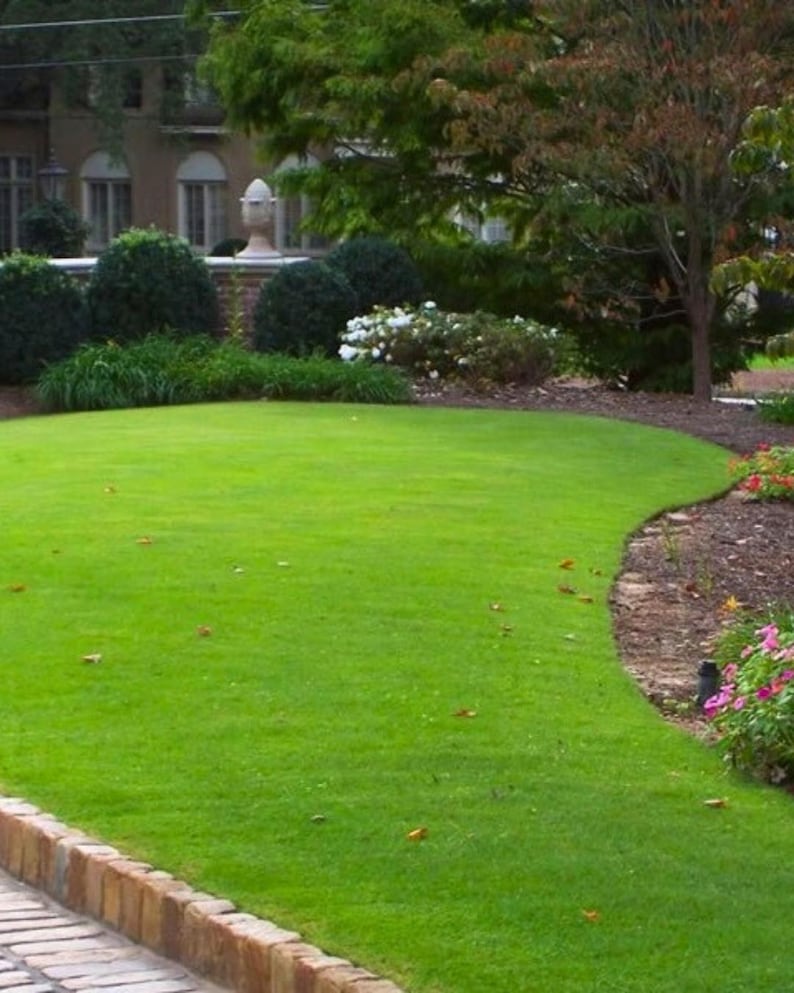 10,000 Emerald Zoysia Grass Seeds: Heat & Drought Tolerant Lawn Turf - Etsy