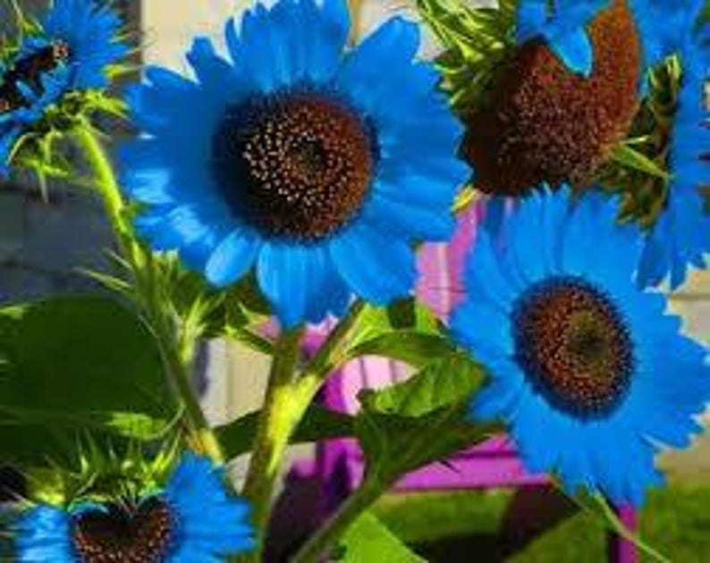 Midnight Oil Blue Sunflower Seeds, Heirloom, 50 Pcs - Etsy