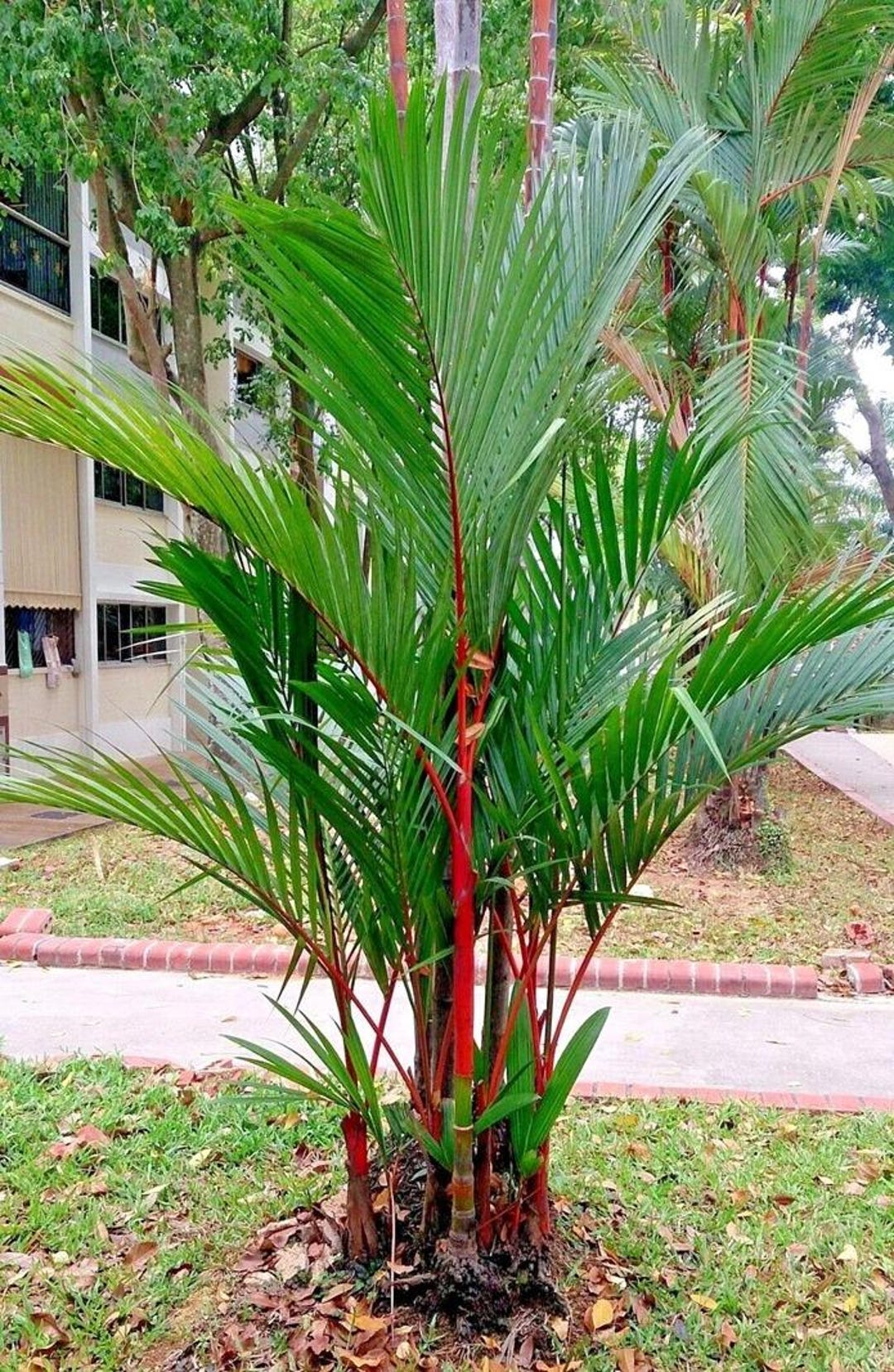 Red Lipstick Palm Tree Seeds: Exotic Cyrtostachys Renda, Non-gmo - Etsy
