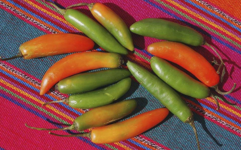 150+ Heirloom Vegetable Seed Collection, 6 Variety Set NON-GMO Seeds ...