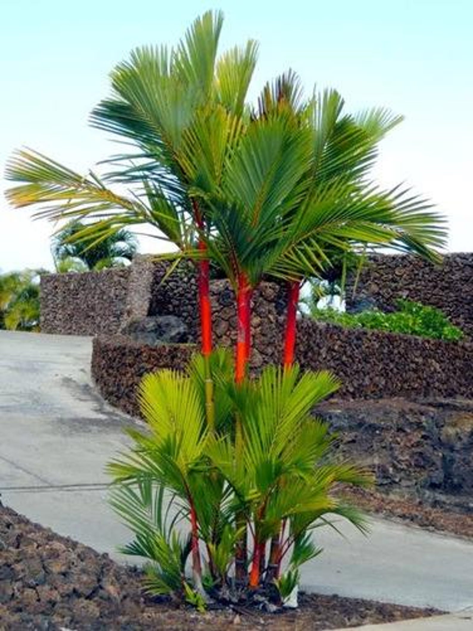Red Lipstick Palm Tree Seeds: Exotic Cyrtostachys Renda, Non-gmo - Etsy