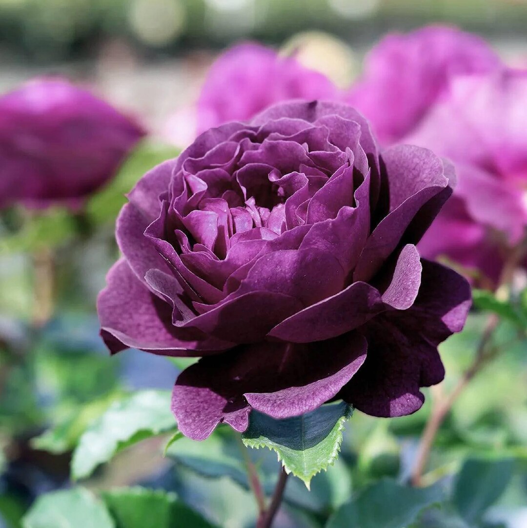 Dark Purple Rose Seeds: Rare Heirloom Variety - Etsy