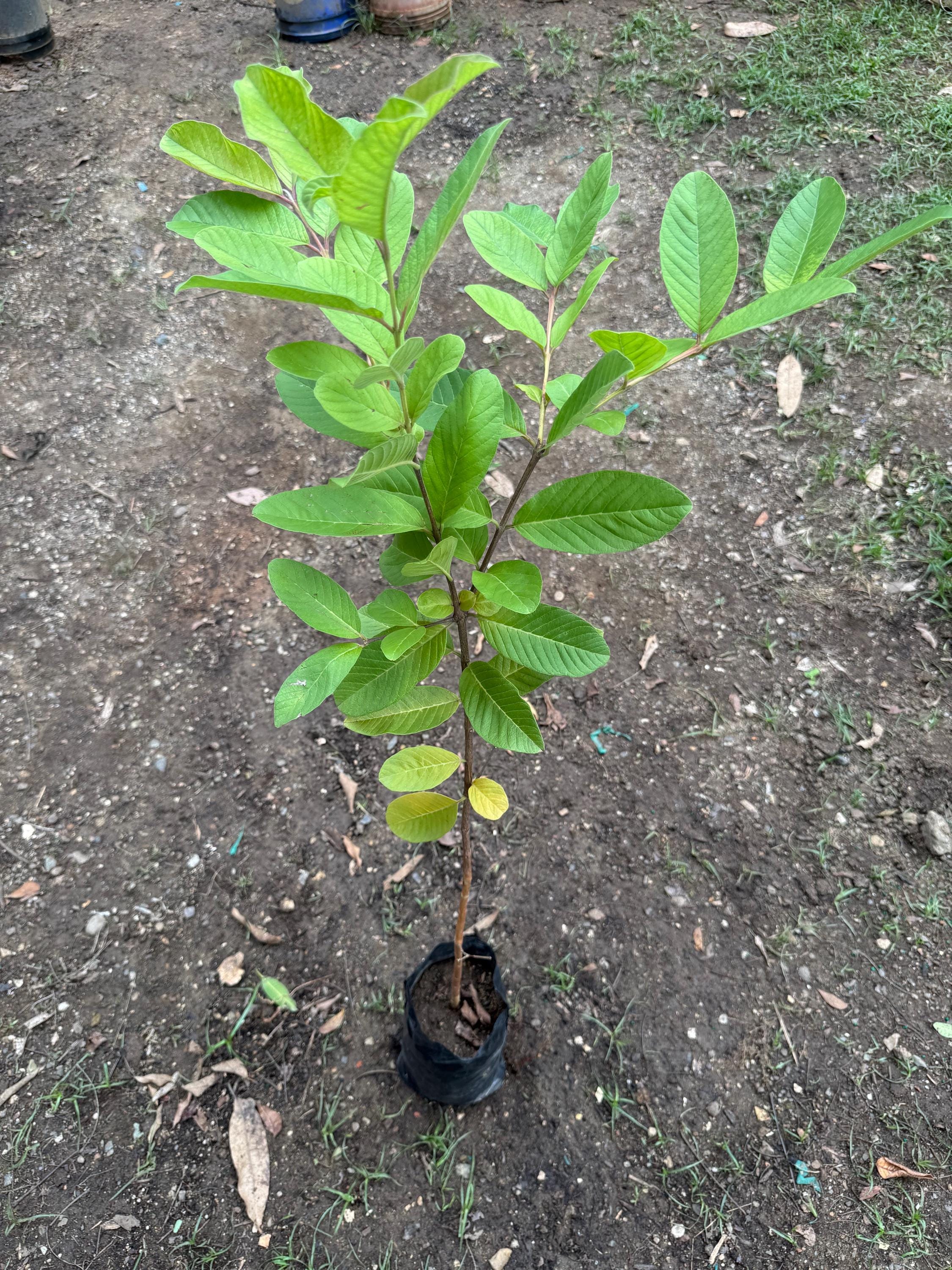 Giant Ruby Supreme Guava( Psidium Guajava) Guava Live Fruit Tree (3-4ft ...