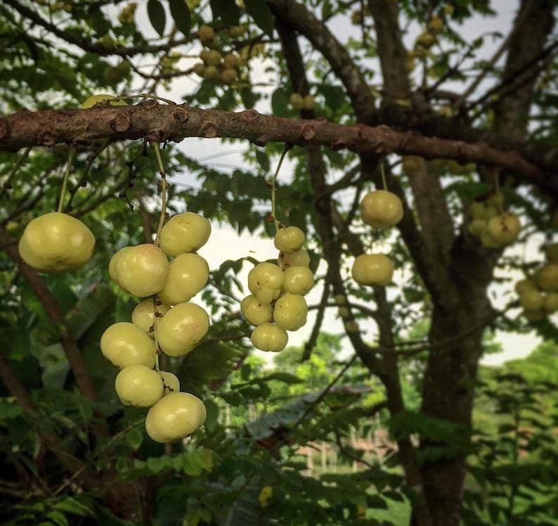 Old Giant Gooseberry (phyllanthus Acidus),otaheite Gooseberry Live ...