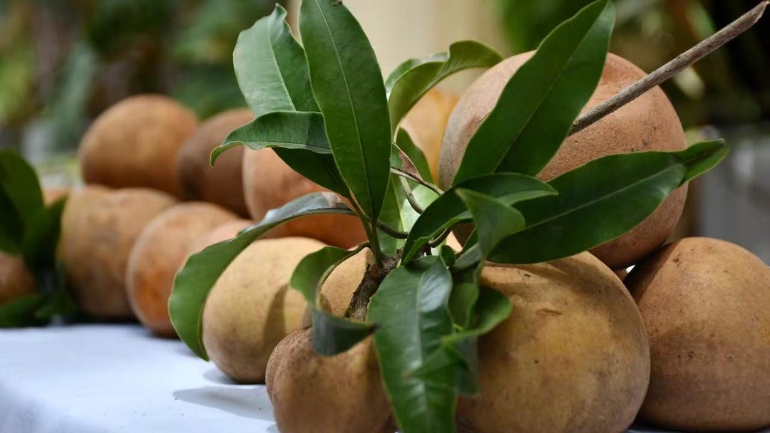 Big Sapodilla, Sapote (manilkara Zapota)nispero Live Tree(30”-36” Tall ...