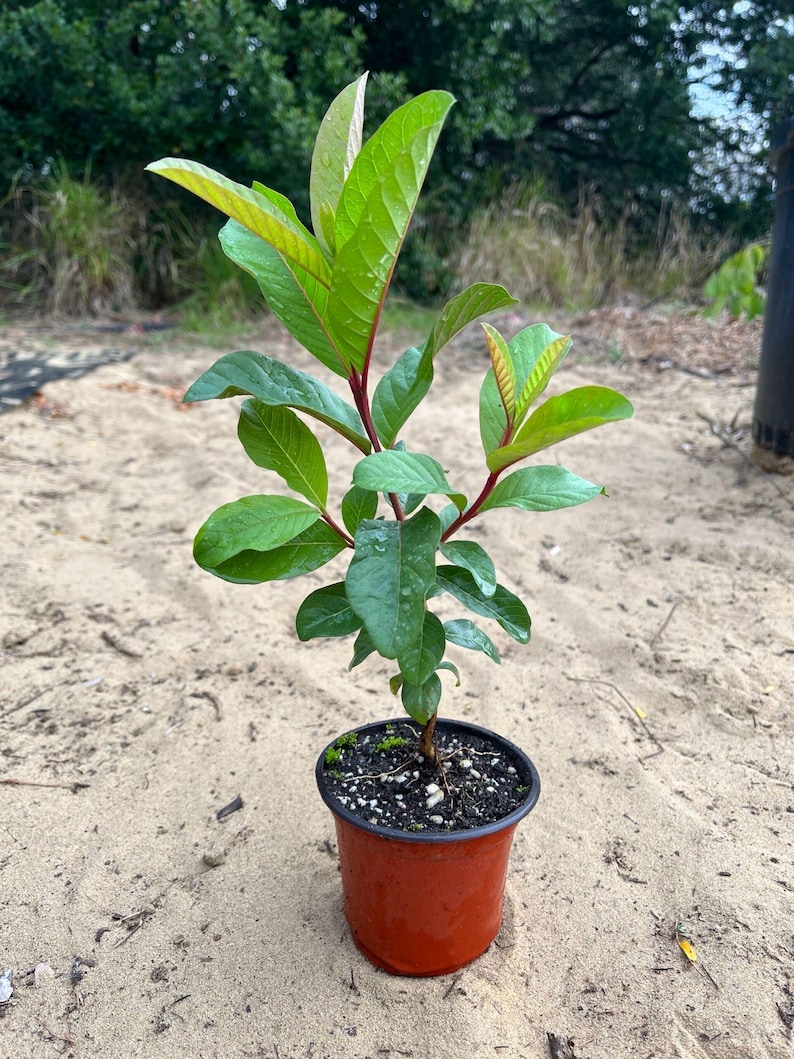 Indian Red Guava( Psidium Guajava) Guava Live Fruit Tree (1-2ft) Plant ...