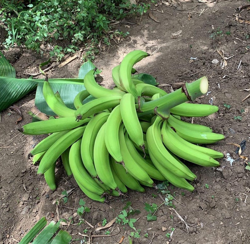 Maricongo Plantain (musa Paradisiaca) Seed Platano Maricongo Live Plant ...