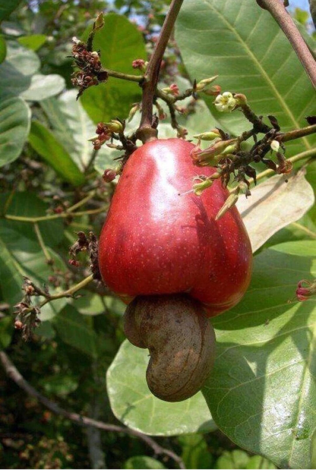 Cashew Nut Plant (anacardiumoccidentale) Pajuil (marañón) Live Fruit ...