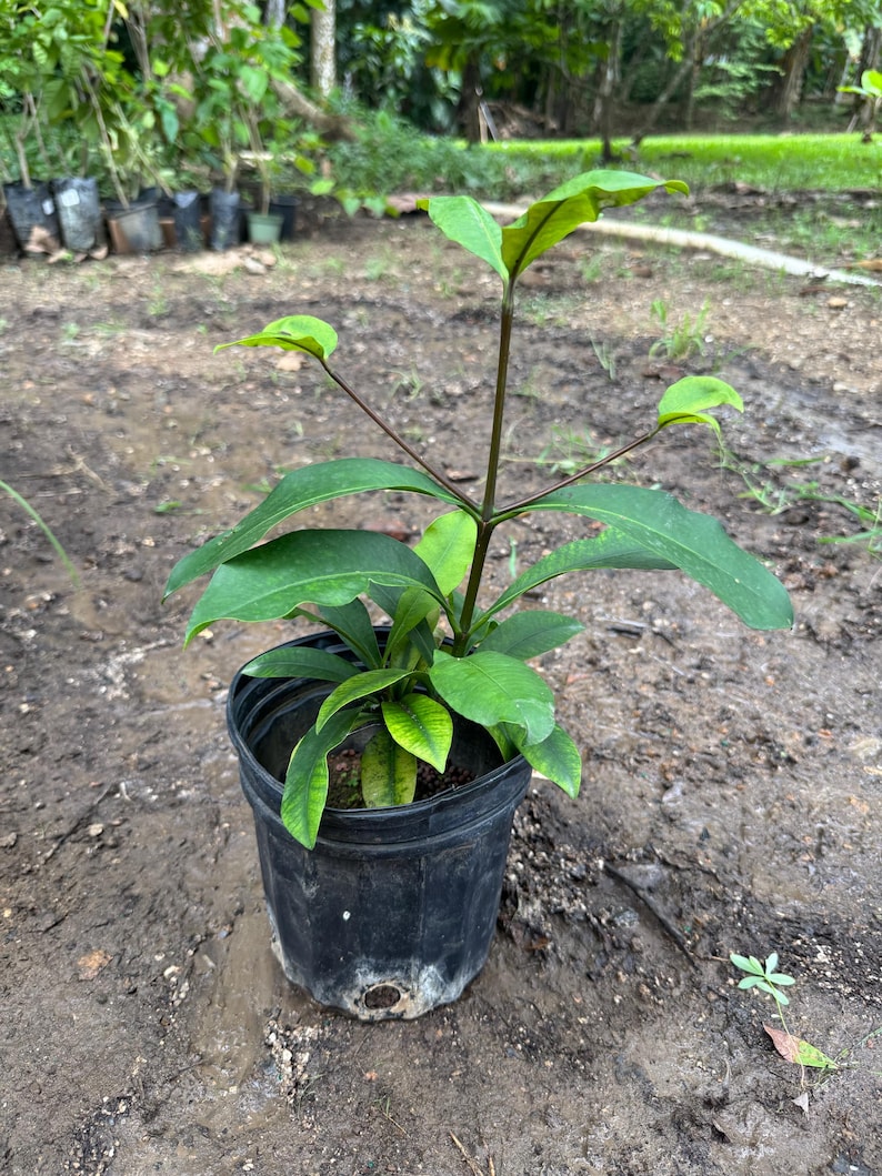Exotic Mangosteen Purple (garcinia Mangostana) Mangostan Tropical Live ...