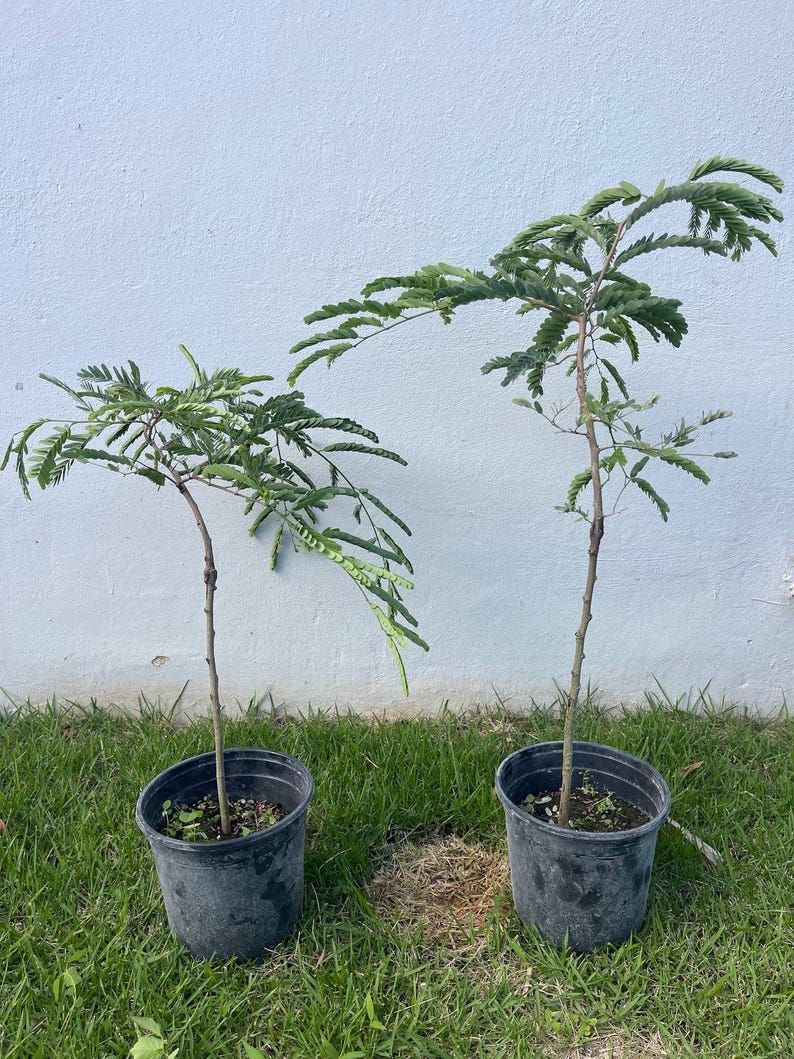 Tamarind (tamarindus Indica) Tamarind Live Fruit Tree (1ft-2ft Tall ...