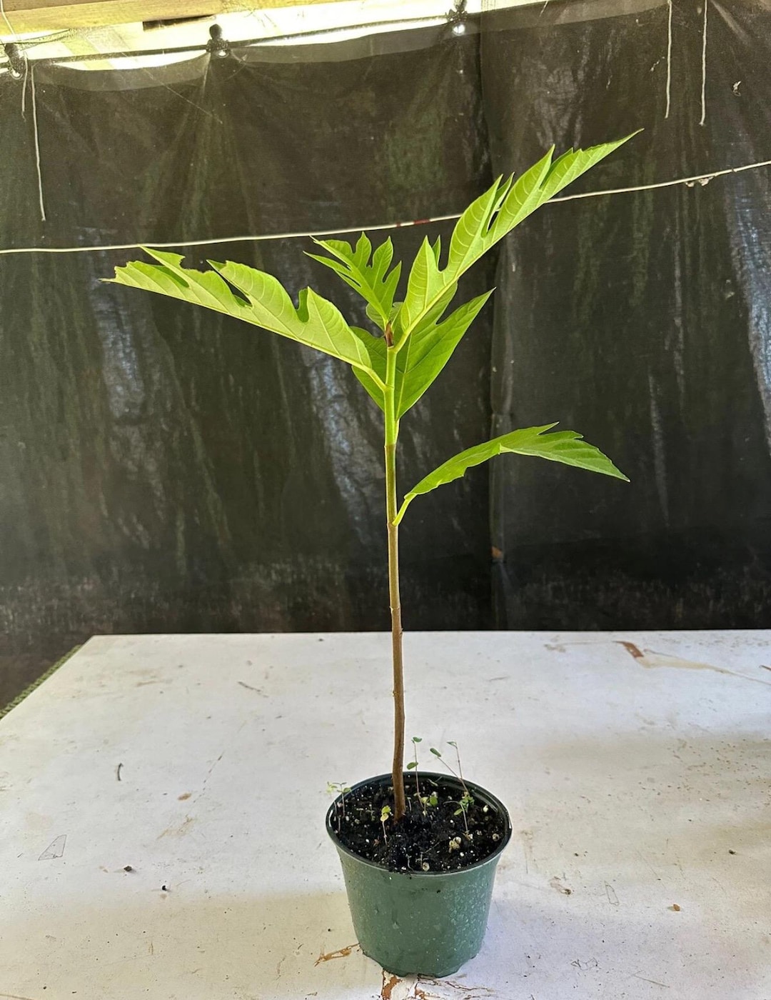 Breadnut (artocarpus Camansi ) Pana Pepita Live Fruit Tree 10inch ...