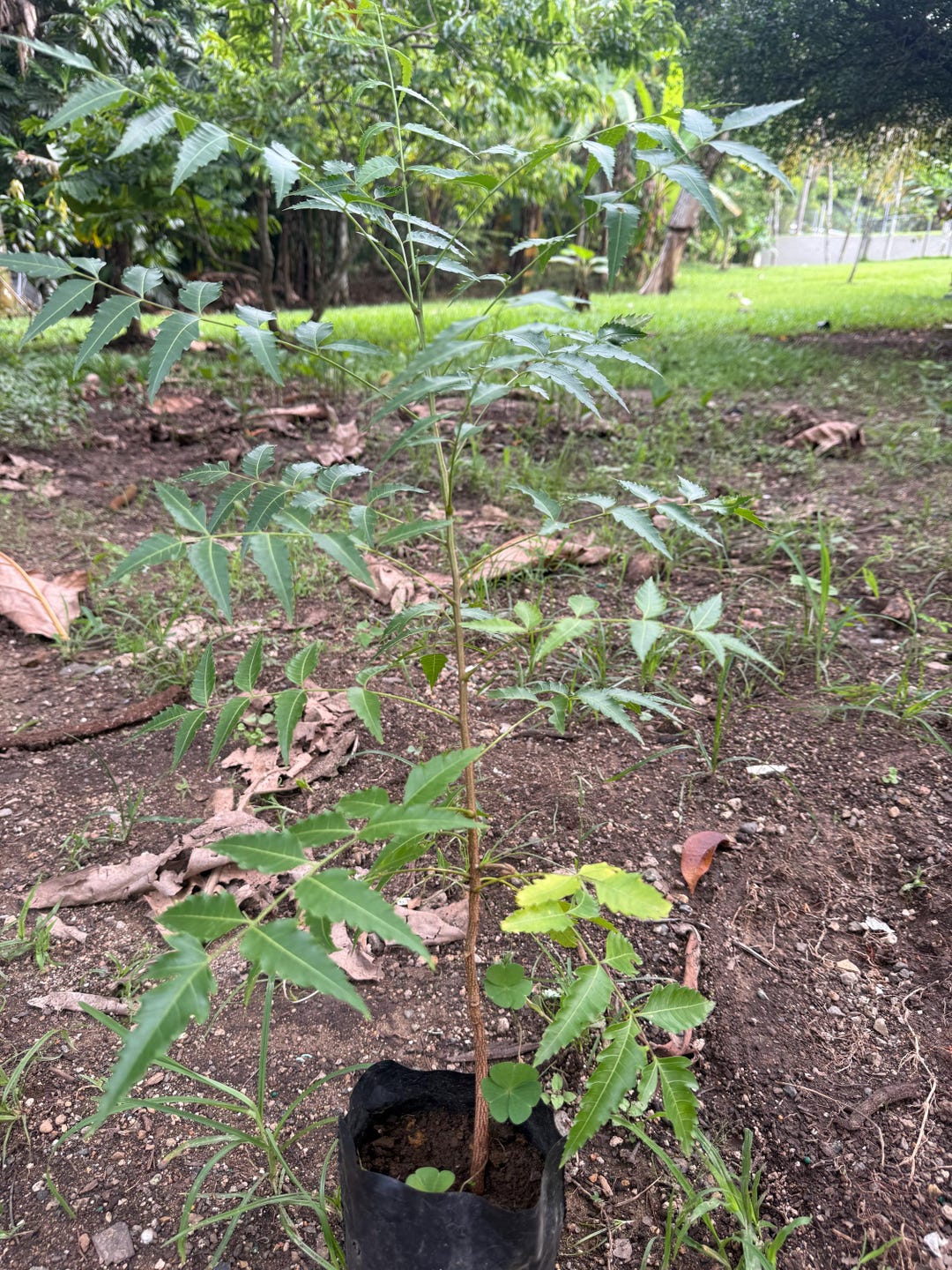Neem (azadirachta Indica) Indian Lilac Neem Live Tree (1-2ft) Plant - Etsy