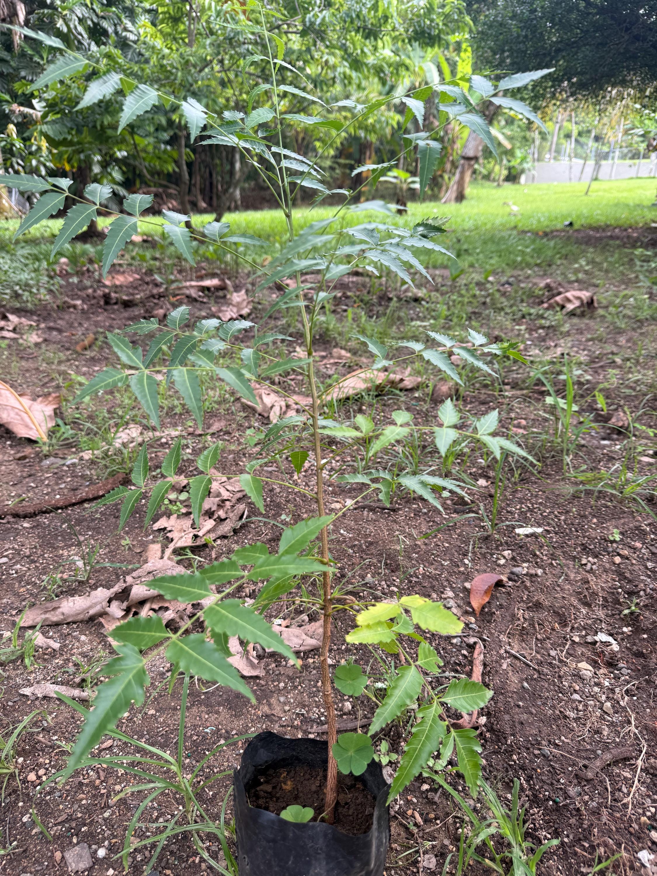 Neem (azadirachta Indica) Indian Lilac Neem Live Tree (1-2ft) Plant - Etsy
