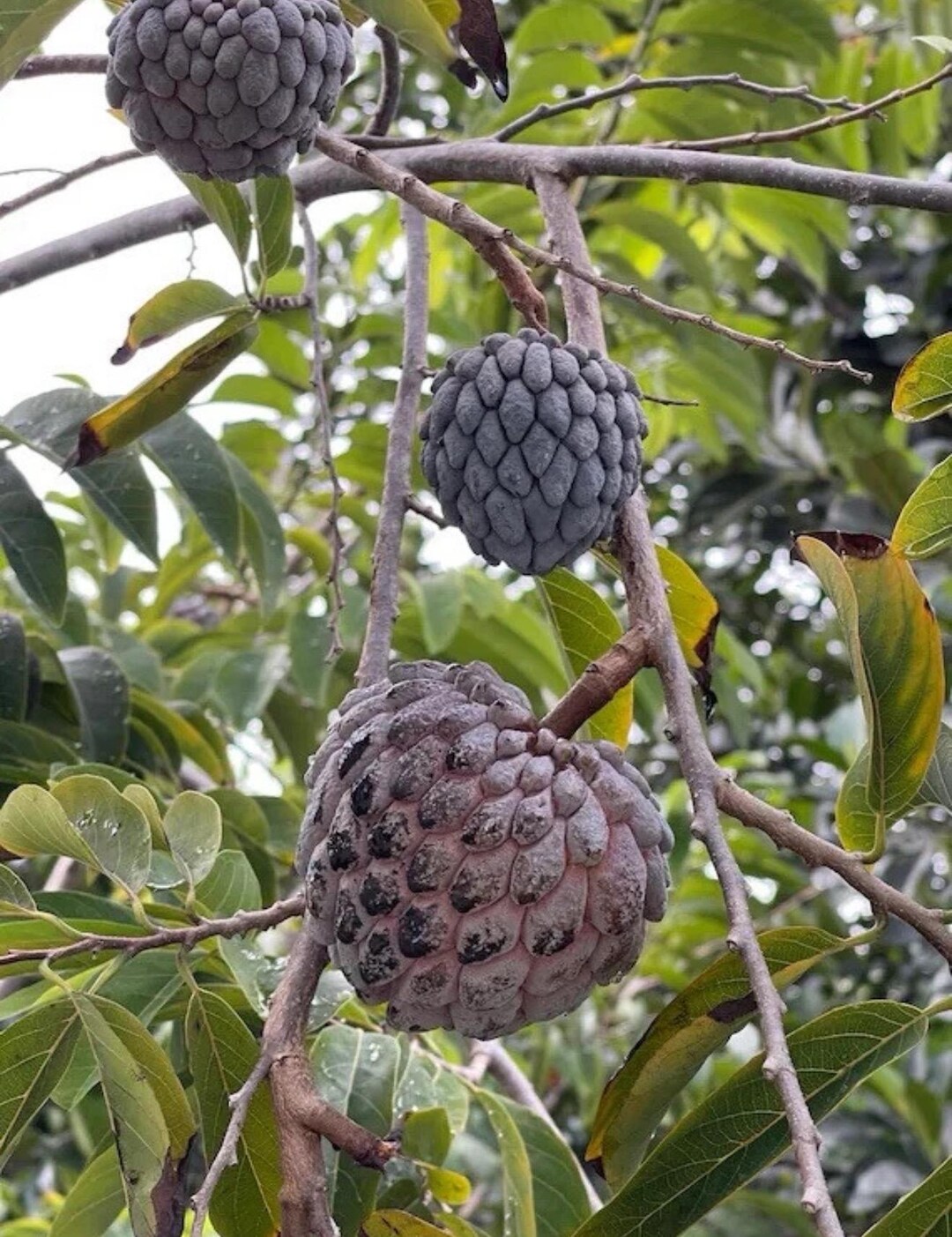 Big Red Sugar Apple(annona Squamosa) Anon Tropical Live Fruit Tree(2ft ...