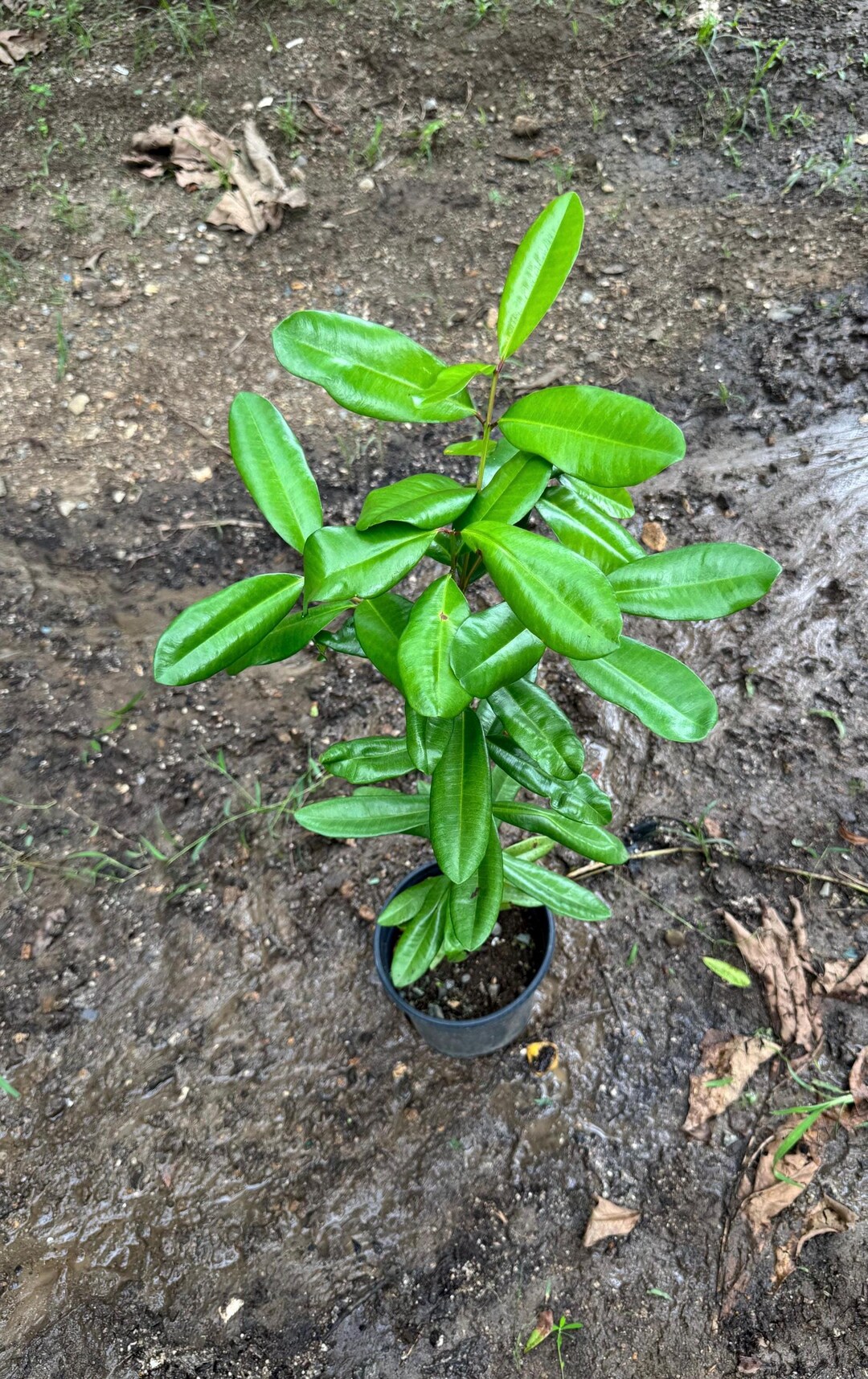 Malagueta Bay Rum (pimenta Racemosa) Live Tree Plant (1-2ft ...