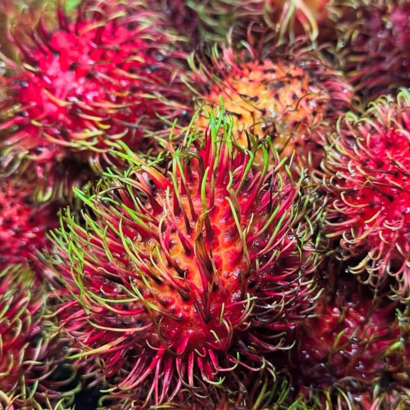 Grafted Exotic Trees - Etsy