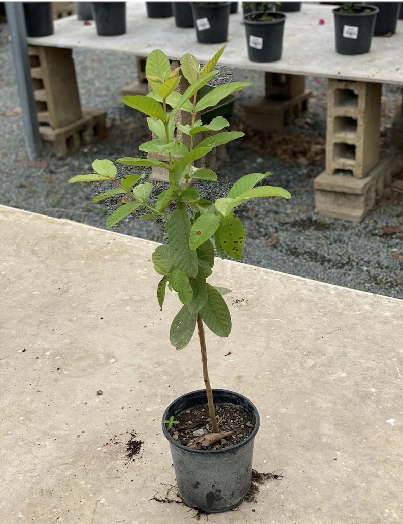 Giant Indian Red Guava( Psidium Guajava) Guava Live Fruit Tree (3-4ft ...