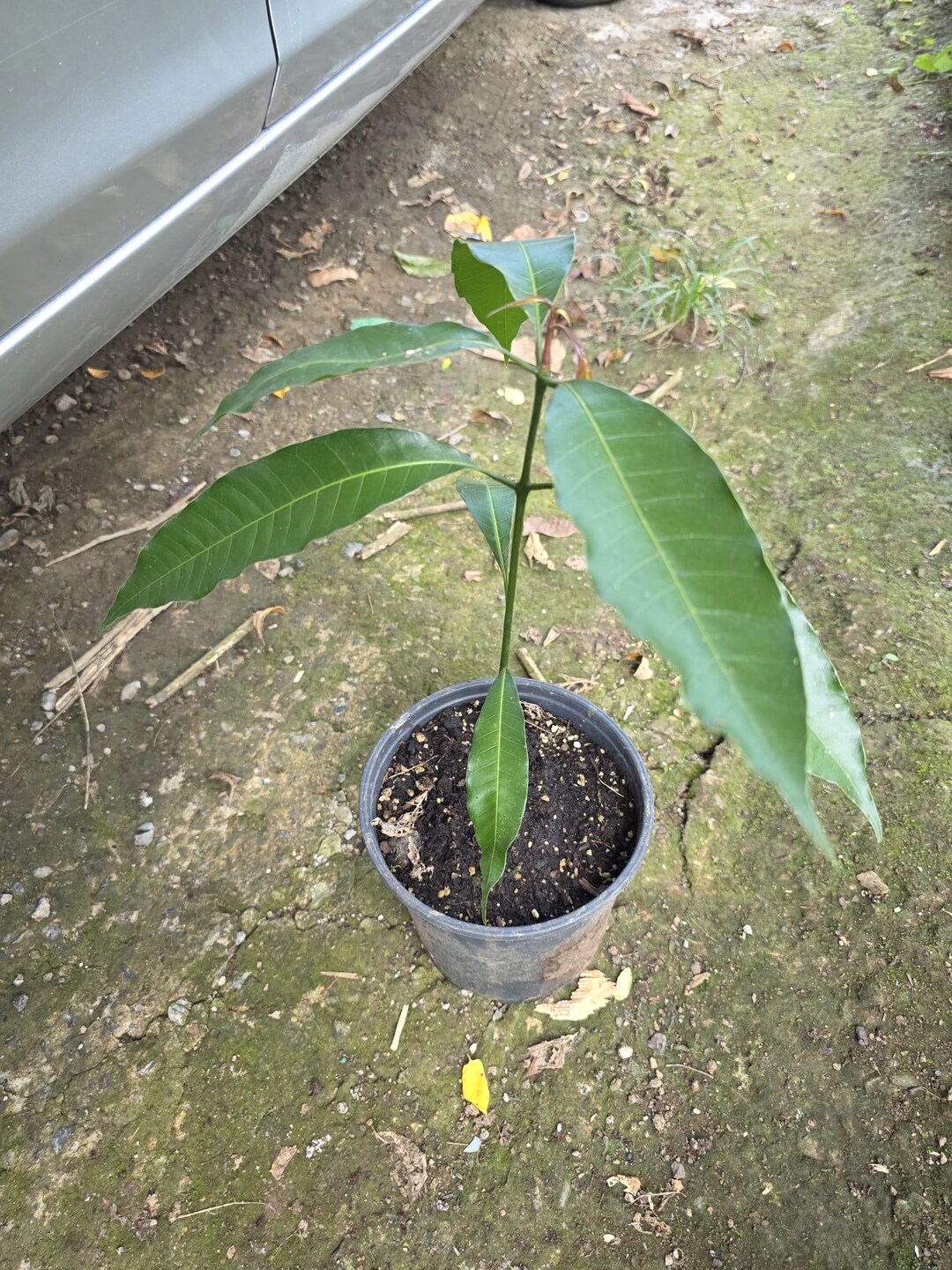 Osteen Mango (mangifera Indica)tropical Live Fruit Tree (10in to 24in ...