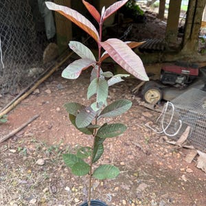 Guava Purple Malay( Psidium Guajava) Purple Guava Live Fruit Tree (10 ...